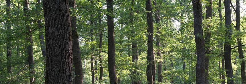 White-Oak-Sustainability-Header | ISC Barrels